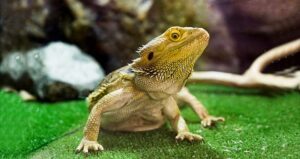 Bearded Dragon Colors, Morph and Patterns With Pictures