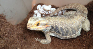 Bearded Dragon Eggs: What to Do When your Dragon Lays Eggs