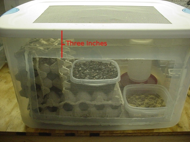Breeding Crickets for Bearded Dragons (Complete Guide)