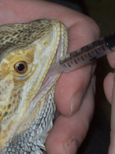 How to Administer Oral Medication to your Bearded Dragon?