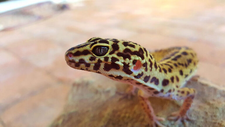 Leopard Geckos Care Sheet