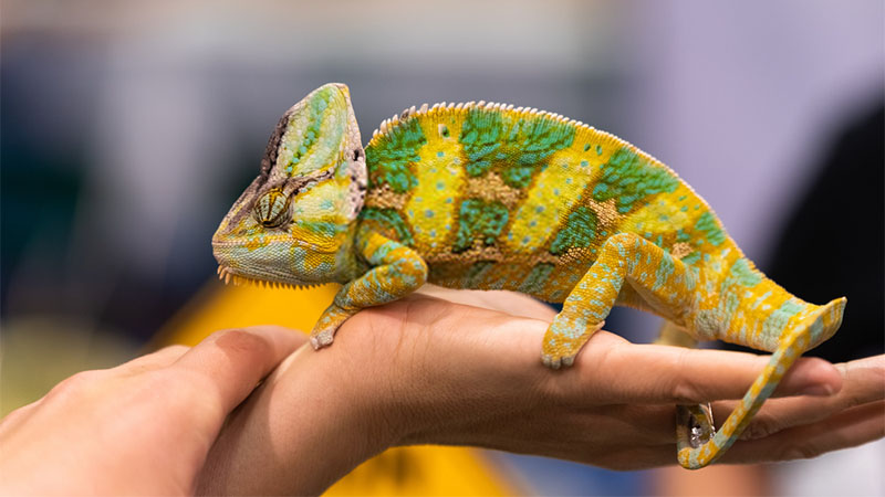 Chameleons Habitat Checklist - MyPetReptiles
