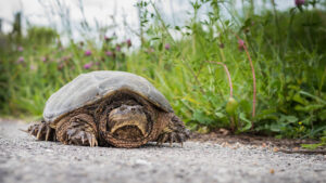 Common Snapping Turtle Care Sheet - MyPetReptiles