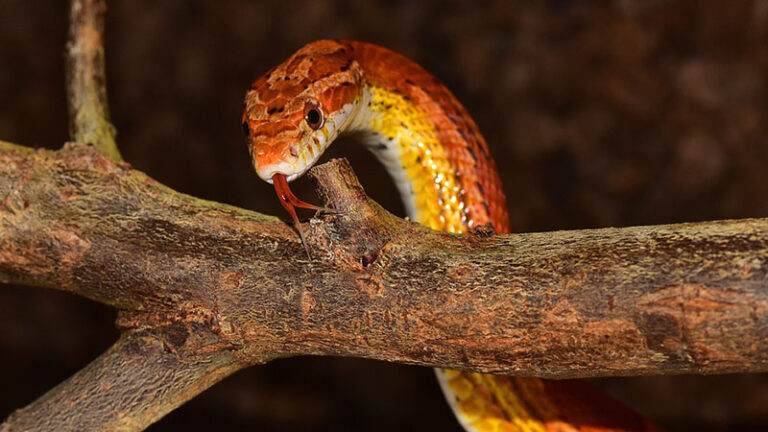 Corn Snake Habitat Checklist - MyPetReptiles