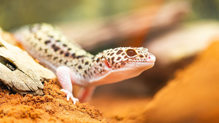 Leopard Gecko Habitat Checklist