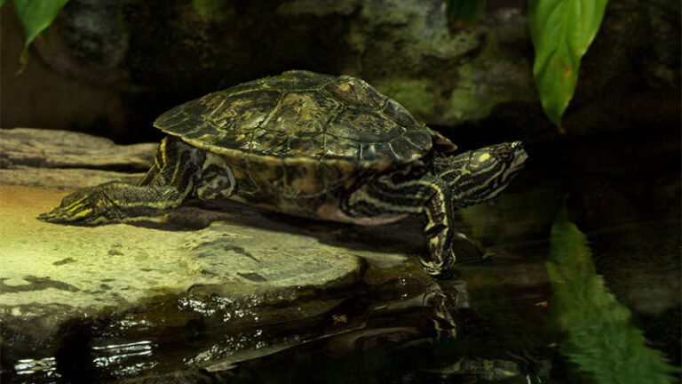 Mississippi Map Turtle (Gratemys kohni) Care Sheet