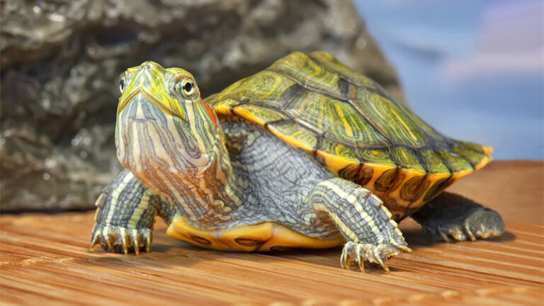 Red Eared Slider Care Sheet - MyPetReptiles