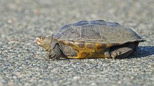 Diamondback Terrapins Care Sheet