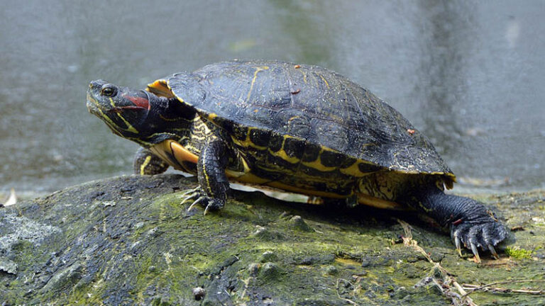 Red Eared Sliders Habitat Checklist