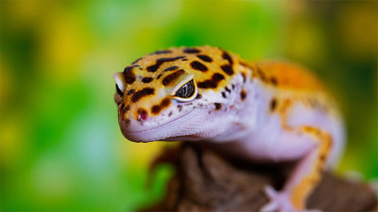 Best Leopard Gecko Tanks, Enclosures, Terrarium, and Cages