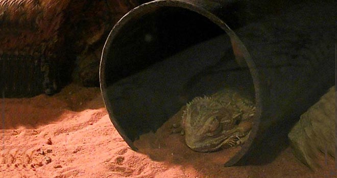 Bearded Dragon Brumation: What You Need To Know - MyPetReptiles