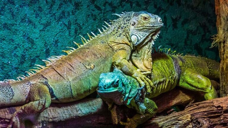 Different Iguana Behaviors and its Meanings