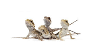 How to Feed and Care for Baby Bearded Dragons