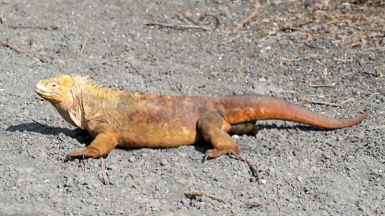 Tips on Cleaning POOP and Potty Training Iguana