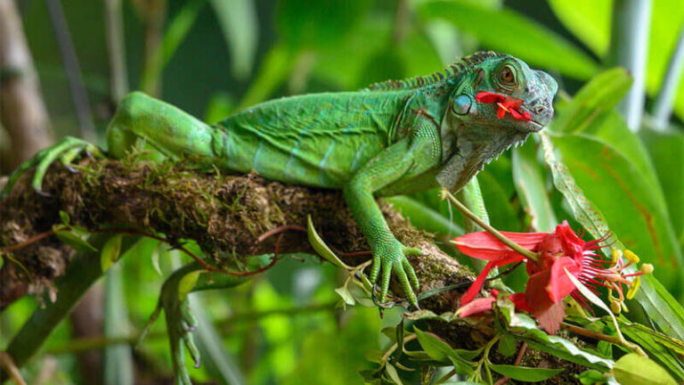 Different Type of Iguanas (Iguana Species)
