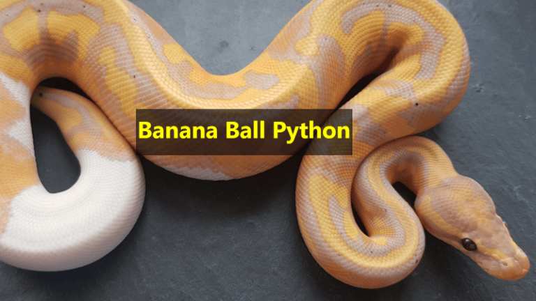 Banana Ball Python: Care, Size, Lifespan and More - MyPetReptiles