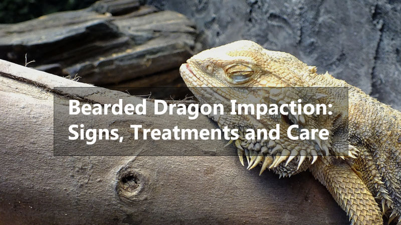 Bearded Dragon Impaction: Signs, Causes and Care - MyPetReptiles
