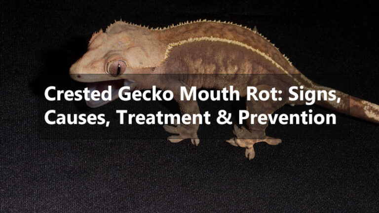Crested Gecko Mouth Rot: Signs, Causes, Care & Prevention