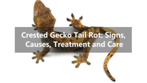 Crested Gecko Tail Rot: Signs, Causes & Treatment - MyPetReptiles