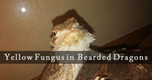 Yellow Fungus in Bearded Dragons - Signs, Causes, and Care