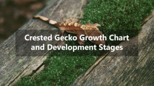 Crested Gecko Growth Chart and Development Stages - MyPetReptiles