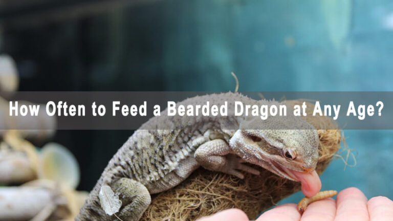 How Often to Feed a Bearded Dragon at Any Age (Baby to Adult ...