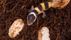 How Long Do Leopard Geckos Live? Leopard Gecko Lifespan