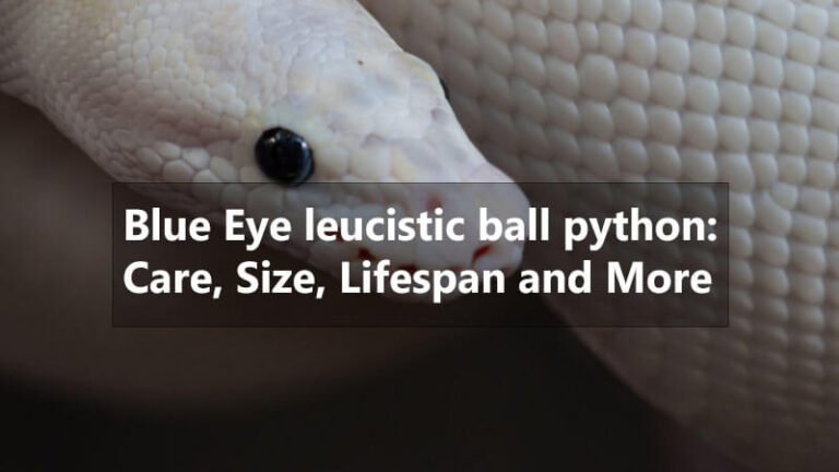 Blue Eye Leucistic Ball Python: Care, Lifespan, Size and More ...