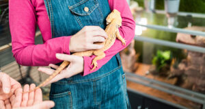 How to Tell if Your Bearded Dragon is Sick?