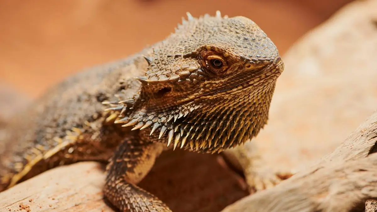 Why Do Bearded Dragons Puff Up 10 Reasons Why Do Bearded Dragons Puff Up 10 Reasons