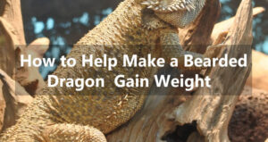 How to Help Make a Bearded Dragon Gain Weight - MyPetReptiles
