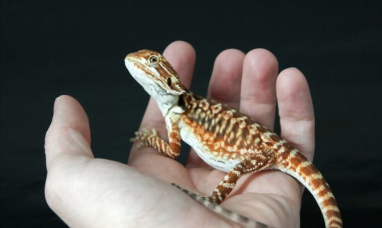 Bearded Dragon Colors, Morph and Patterns With Pictures