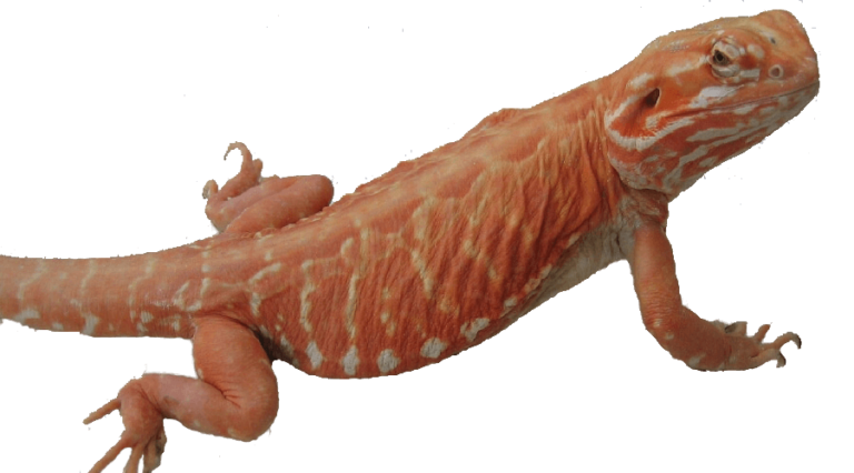 Bearded Dragon Colors, Morph and Patterns With Pictures