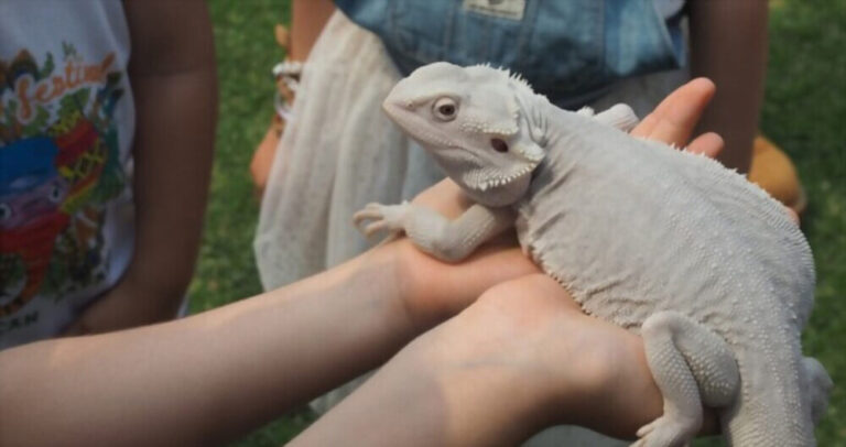 Bearded Dragon Colors, Morph and Patterns With Pictures
